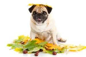 【獣医師監修】犬は栗を食べられる？適量ならメリットも！与える量や注意点を解説 | INUNAVI（いぬなび）